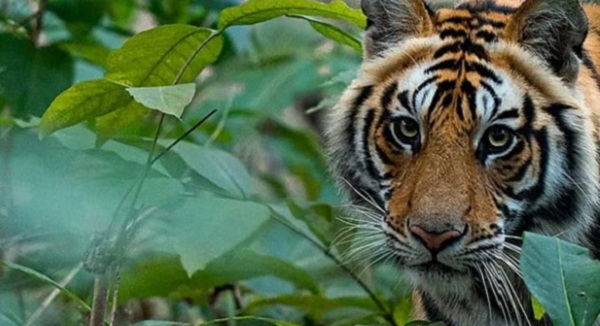 चितवन निकुञ्जमा बाघ राख्न ठाउँ अभाव, बर्दिया पठाइयो - Pradhanta